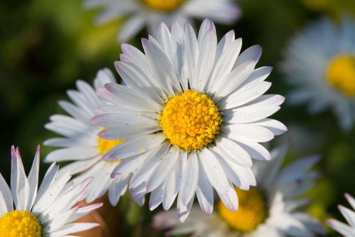 Čaj od bele rade: Odličan je za detoks organizma | Stil