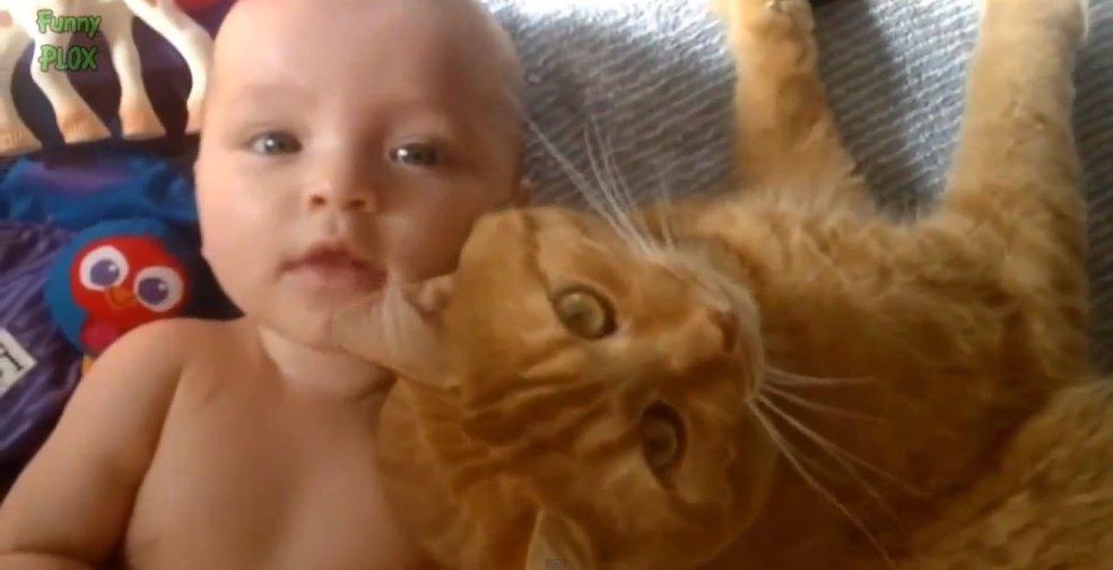 Preslatko: Niko ne čuva bebe bolje od maca (VIDEO) | Stil