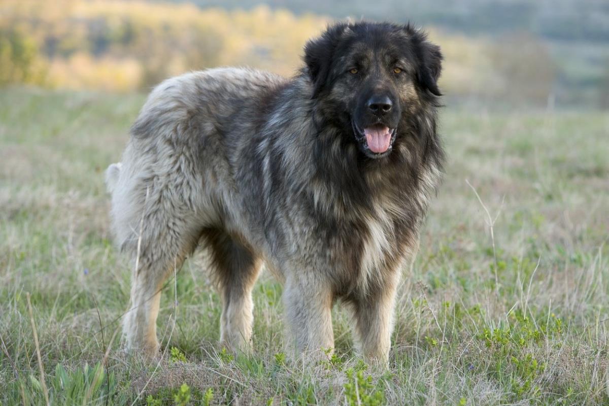 Srbi veruju da nam je Bog dao ovog psa da nas čuva od zla: Zmaj ili ...