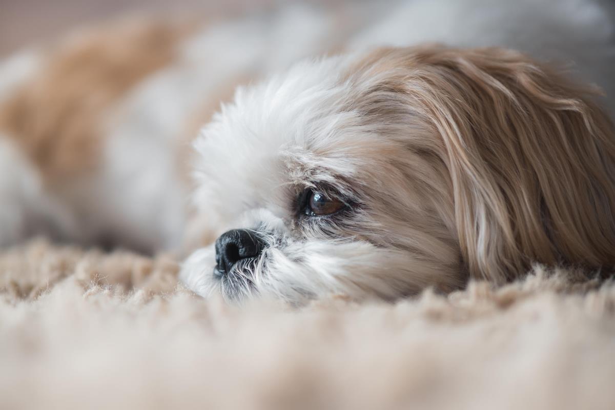 5 najdugovečnijih rasa pasa | Stil