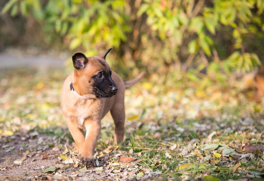 Kakav je pas Malinoa | Stil