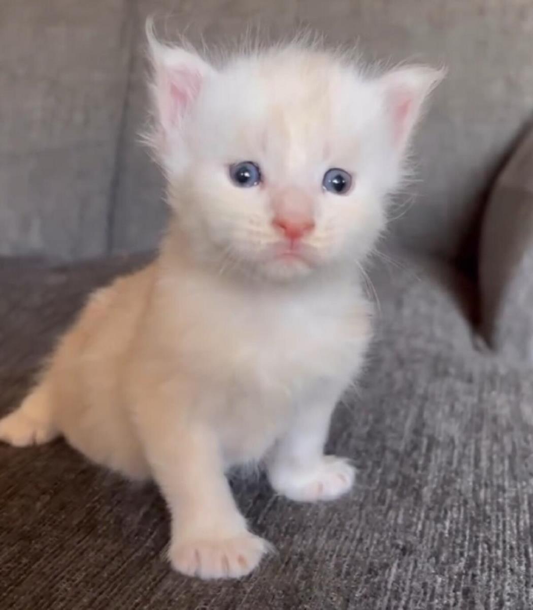 Žena kupila malo mače koje se posle 9 meseci pretvorilo i zver | Stil