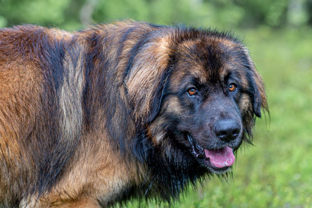 Koja je najstarija srpska vrsta pasa | Stil