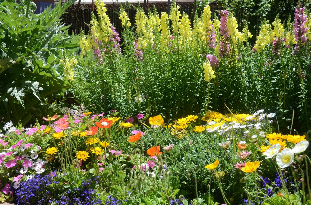 20 vrsta cveća koje će rasti i cvetati samo 10 godina u vašoj bašti | Stil