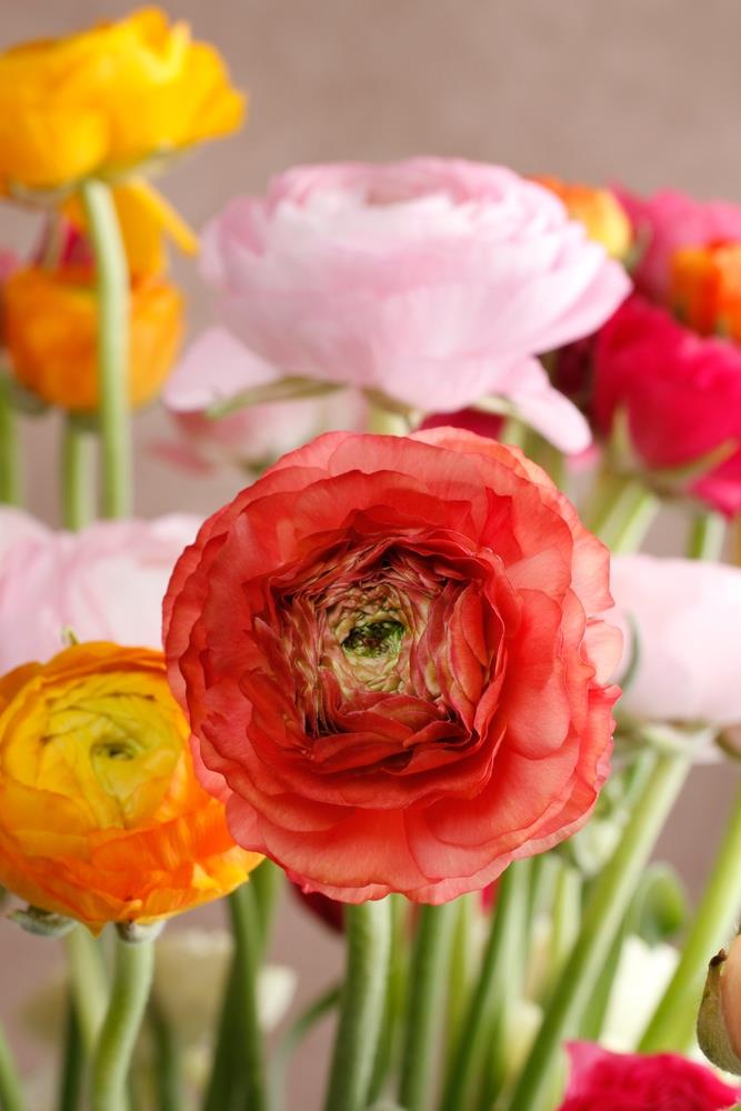 Kako saditi ranunkule? | Stil