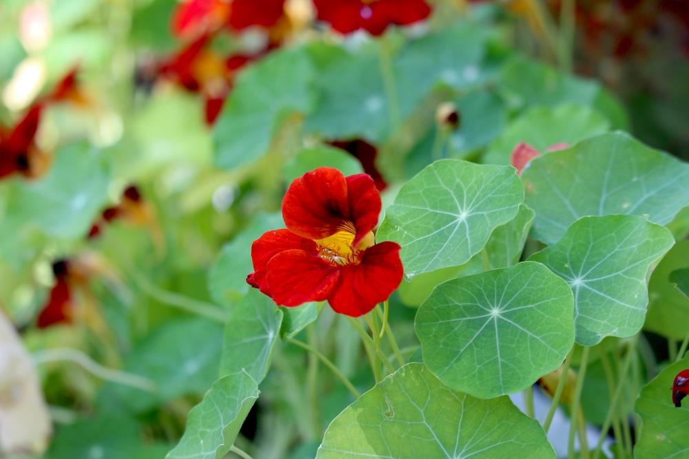 Omiljeni cvet Srpkinja oteraće sve štetočine iz bašte | Stil
