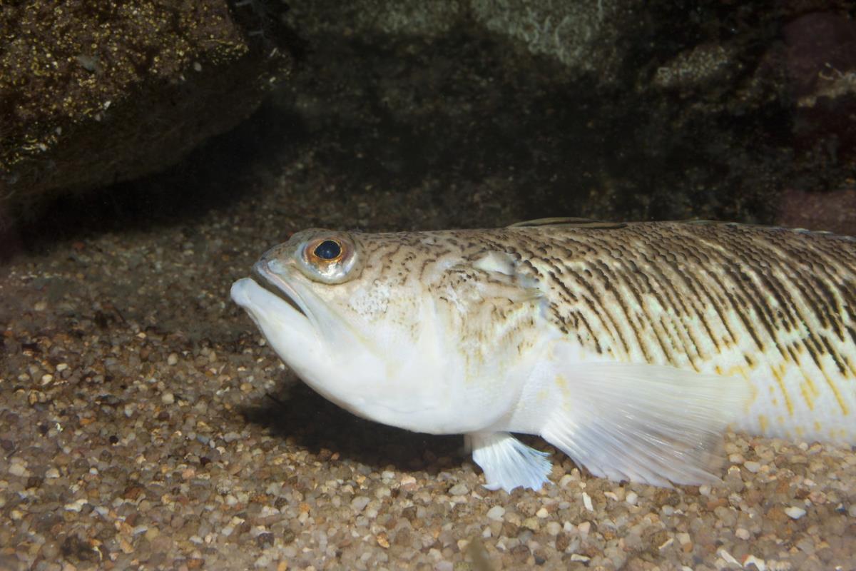 Koje su najopasnije ribe Jadranskog mora? | Stil