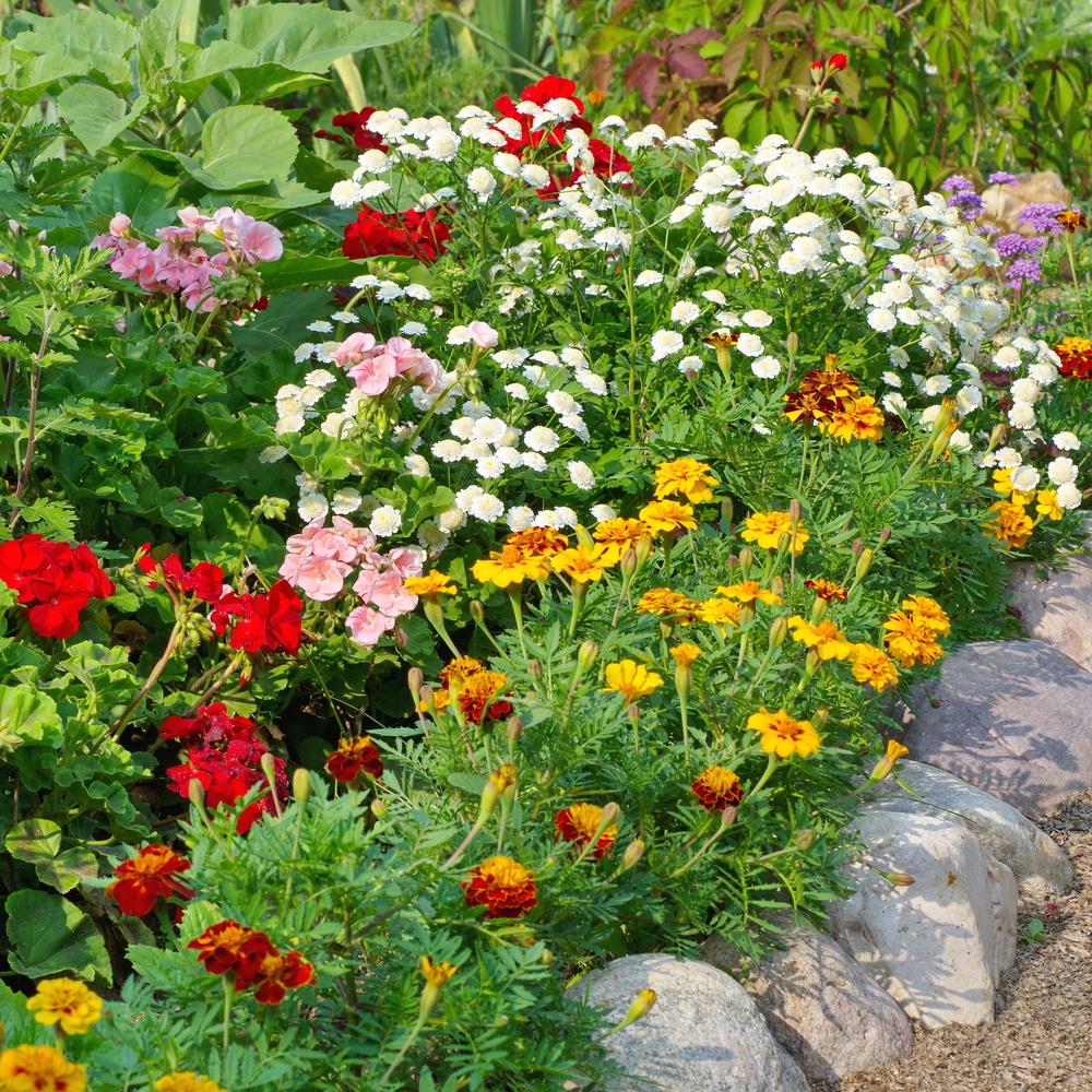 6 vrsta cveća koja se sade u septembru i traju do zime | Stil