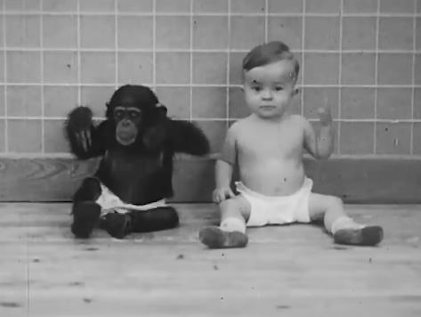 Eksperiment šimpanze i deteta koji je iznenadio naučnike | Stil