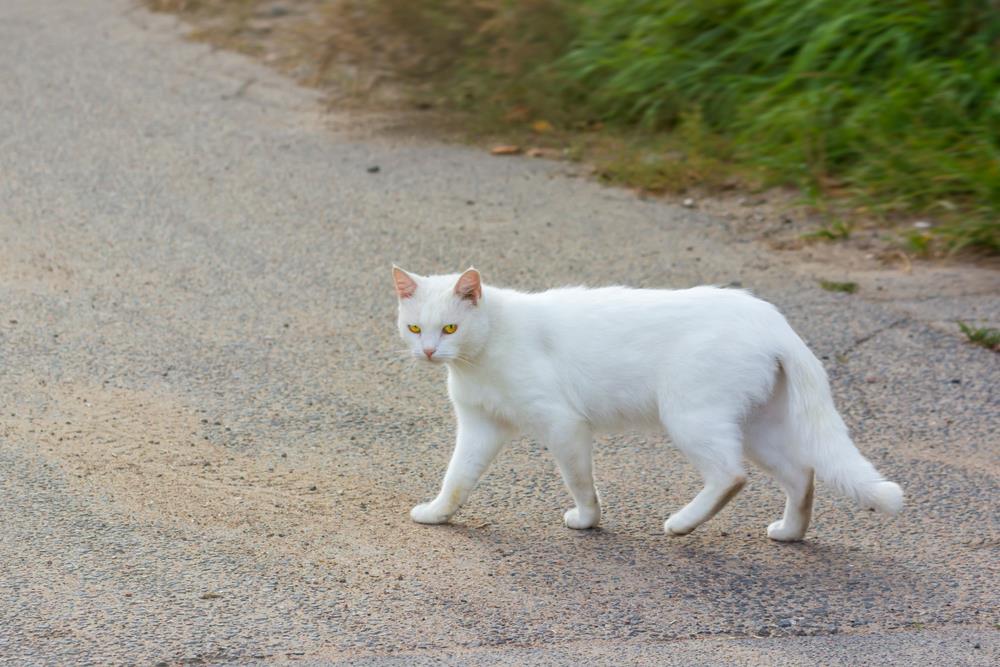 Šta znači kad vam bela mačka pređe put | Stil