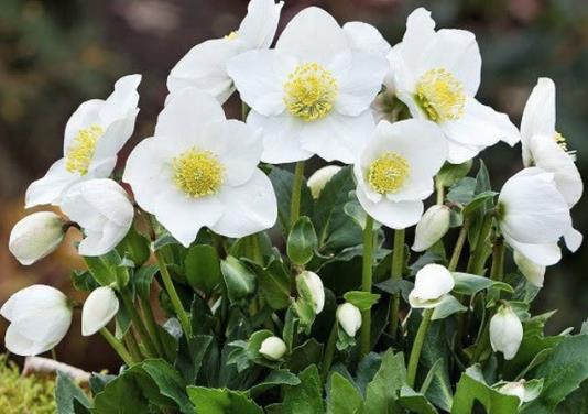 Šta je i kako se gaji božićna ruža | Stil