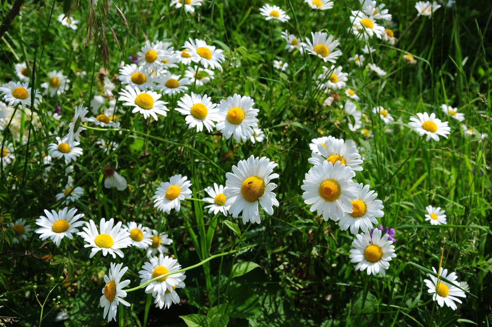 BELA RADA IMA NEVEROVATNA LEKOVITA SVOJSTVA: 8 primena u lečenju ovom ...