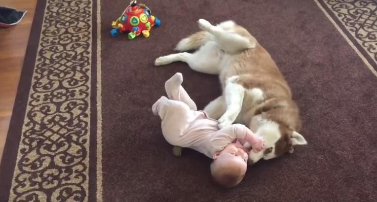 Ostavili bebu sa haskijem: Kad su ušli u sobu, imali su šta da vide ...