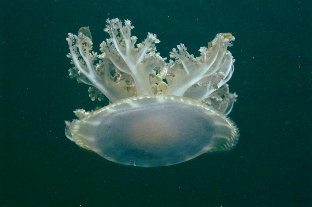 Napravljena nova vrsta alge koja ima ukus slanine: Em zdravo, em ukusno ...
