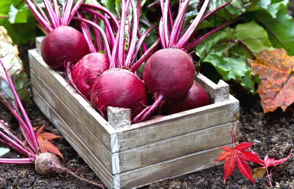 Kako da gajite cveklu kod kuće: Najlekovitija lisnata biljka uspeva ...
