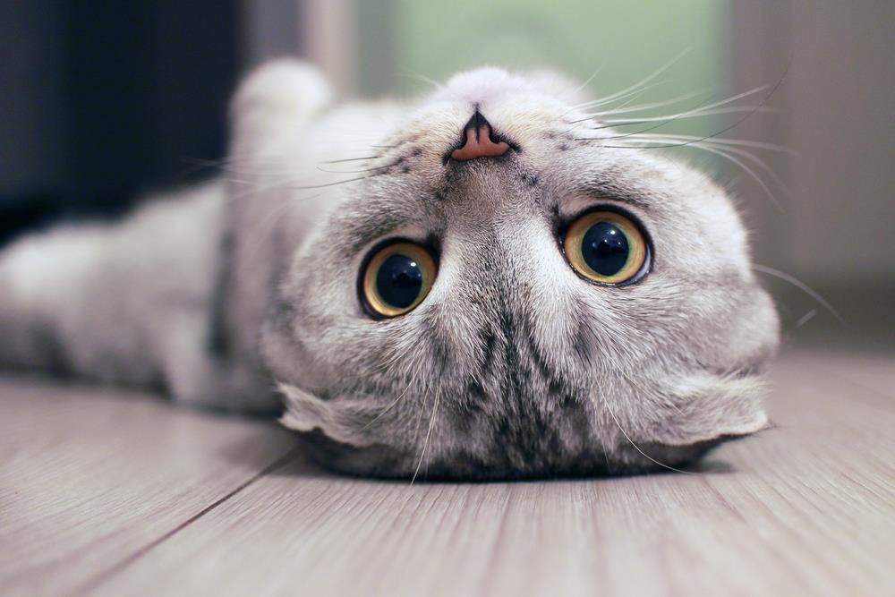 6 VELIČANSTVENIH: Ovo su najlepše i najskuplje mačke na svetu! (FOTO ...